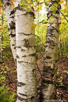 Magical Plants: The Birch Tree – Alberta Witches Association