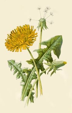 Witch Herb – Dandelion – Alberta Witches Association